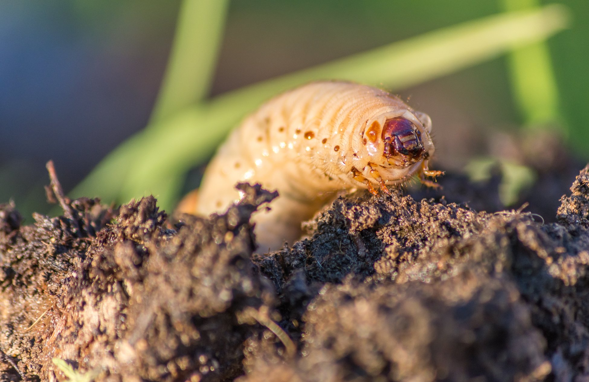 Lawn Grub Control Services | Emerald Lawns