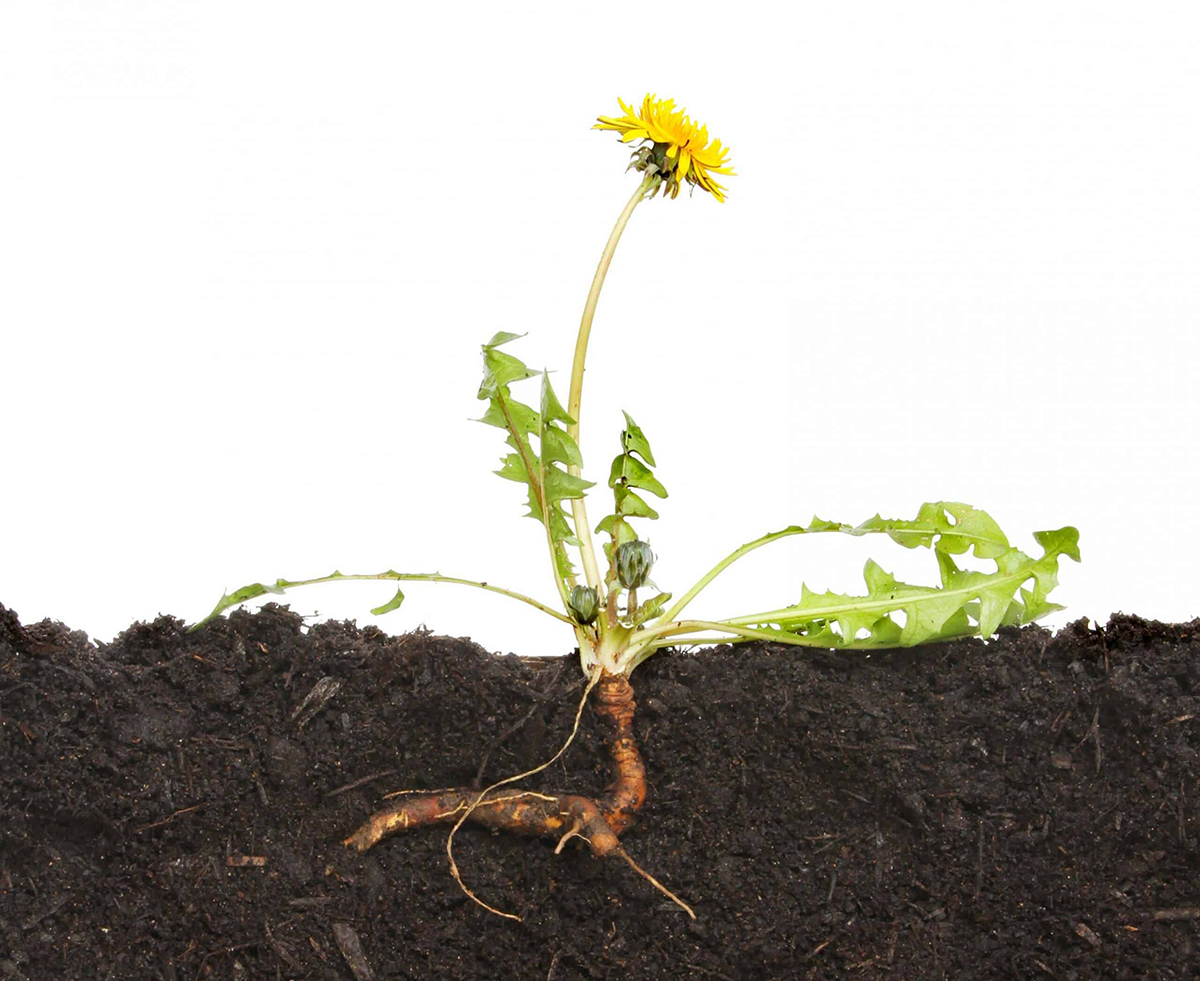 Texas Lawn Fertilization and Weed Control | Emerald Lawns