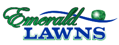 6 Easy Ways to Improve Your Lawn | Emerald Lawns