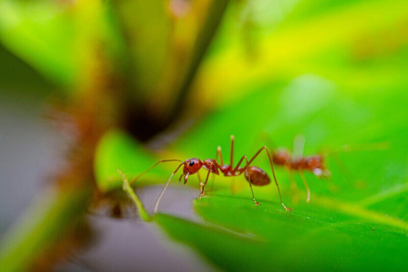 How to Fight Texas Fire Ants and Win! | Emerald Lawns