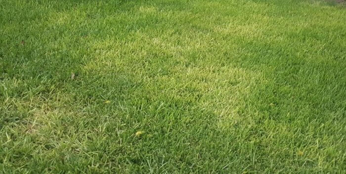 How to Fix and Prevent a Yellow Lawn | Emerald Lawns