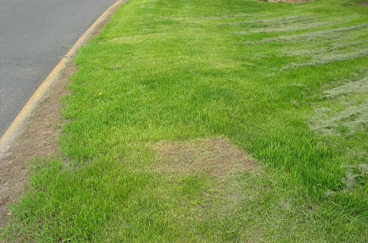 Scalping your lawn