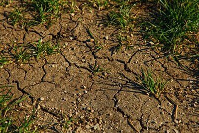 Lawn Topdressing Services | Emerald Lawns