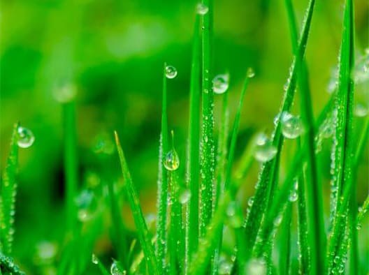 Lawn Water Retention Services | Emerald Lawns