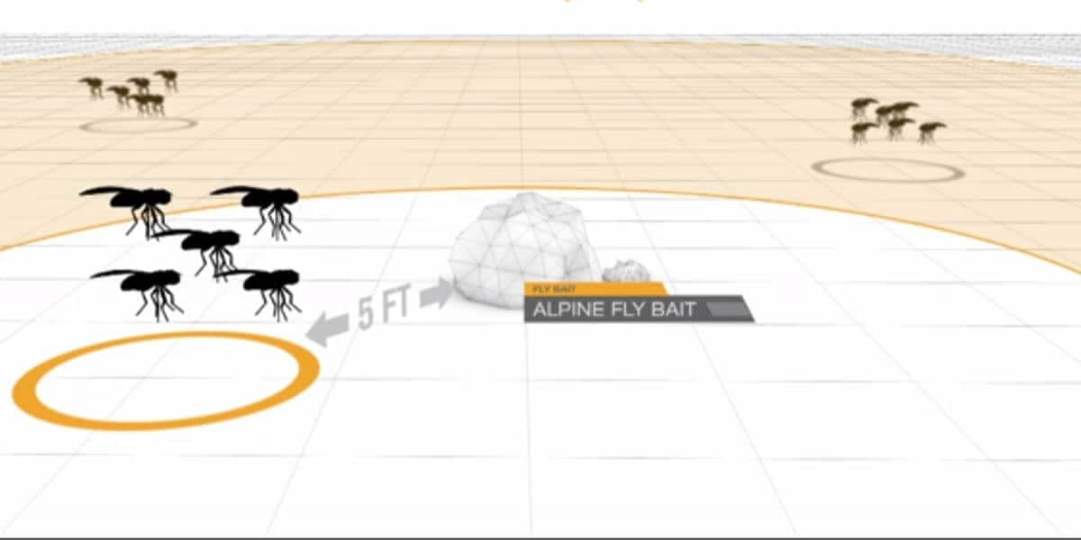 What to Expect with Emerald Lawns Fly Control | Emerald Lawns