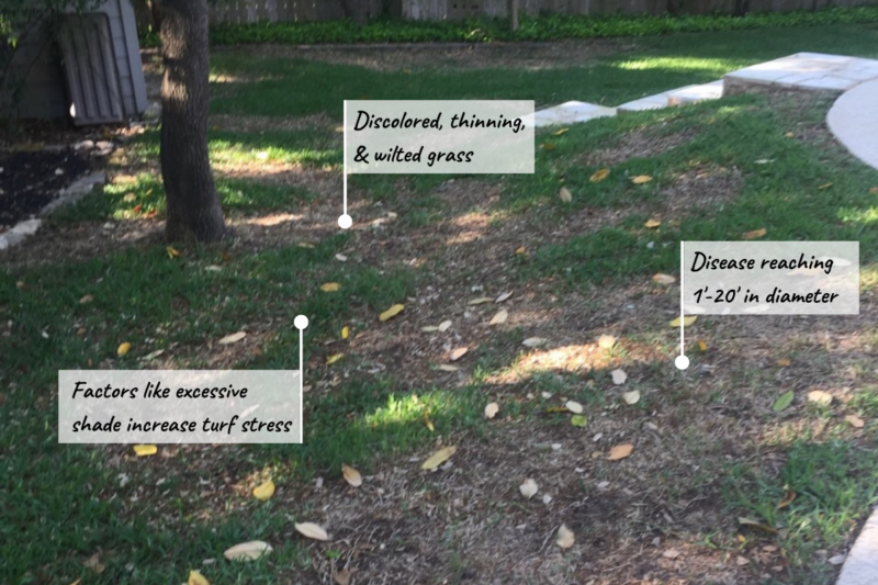 Take-All Root Rot & How to Patch Things Up! | Emerald Lawns
