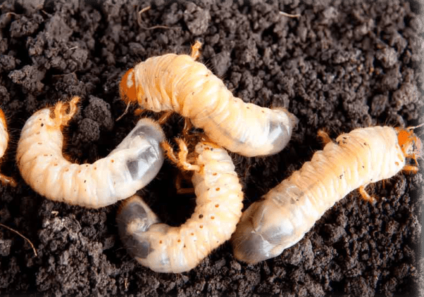 Grub Worms: Why Grub Control Matters in Central Texas | Emerald Lawns