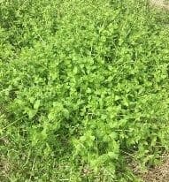 Common Texas Winter Weeds in Your Lawn | Emerald Lawns