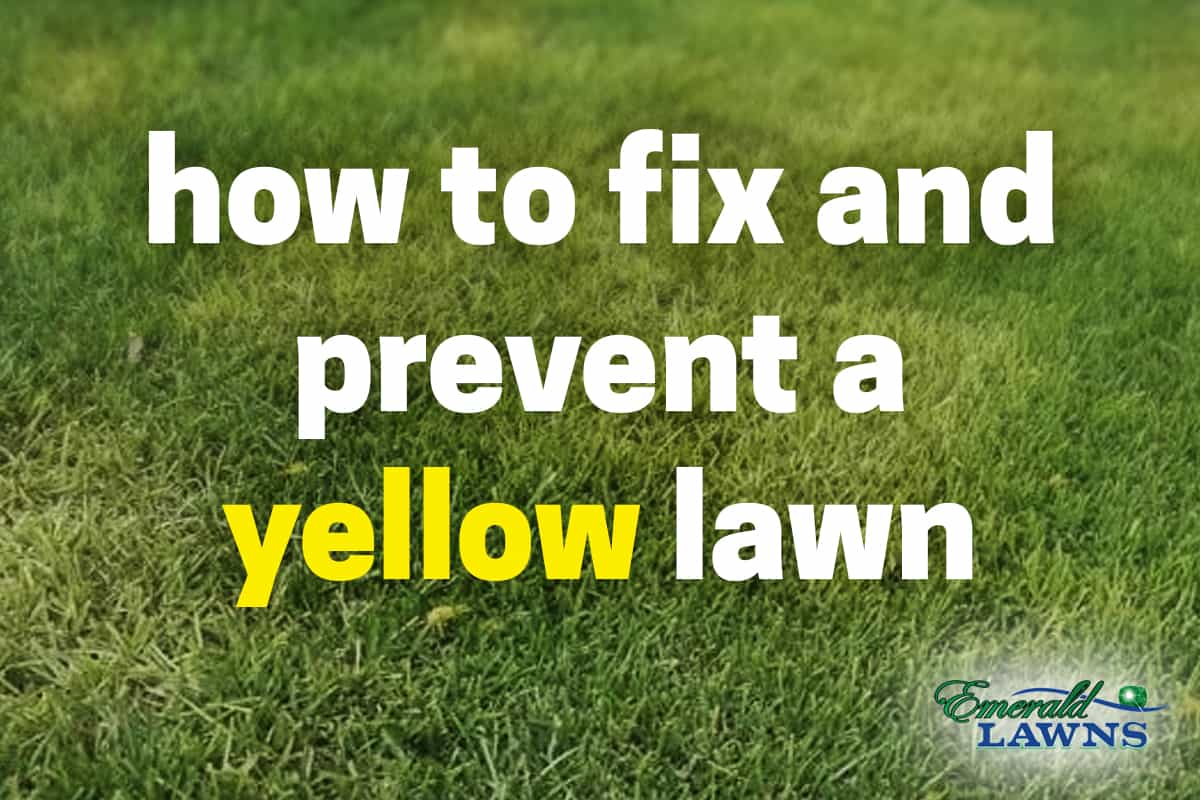 How to Fix and Prevent a Yellow Lawn | Emerald Lawns