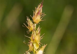 Broadleaf Weeds - Types, Info & Control | Emerald Lawns